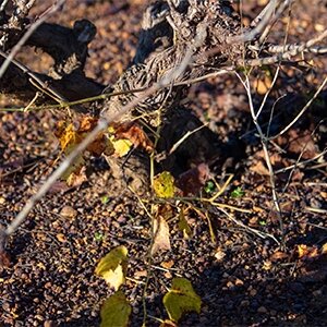 The Dry Land Collection ‘Rossouw’s Heritage’ | Wine Club by Majestic