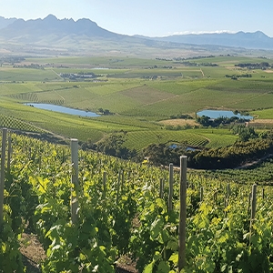 DMZ Chardonnay | Wine Club by Majestic