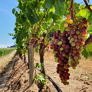 DMZ Chardonnay | Wine Club by Majestic