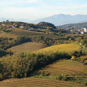 Colliano' Merlot | Wine Club by Majestic