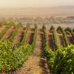 Nocturne' Rară Neagră de Purcari | Wine Club by Majestic