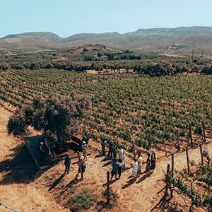Kotsifali | Wine Club by Majestic