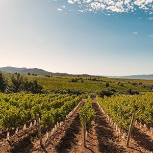 Paí' País | Wine Club by Majestic