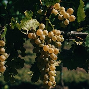 Colinas del Itata Dry Muscat | Wine Club by Majestic