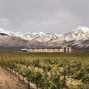 Organic Malbec Reserve | Wine Club by Majestic