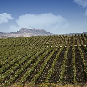 'Padilla' Rioja Joven | Wine Club by Majestic