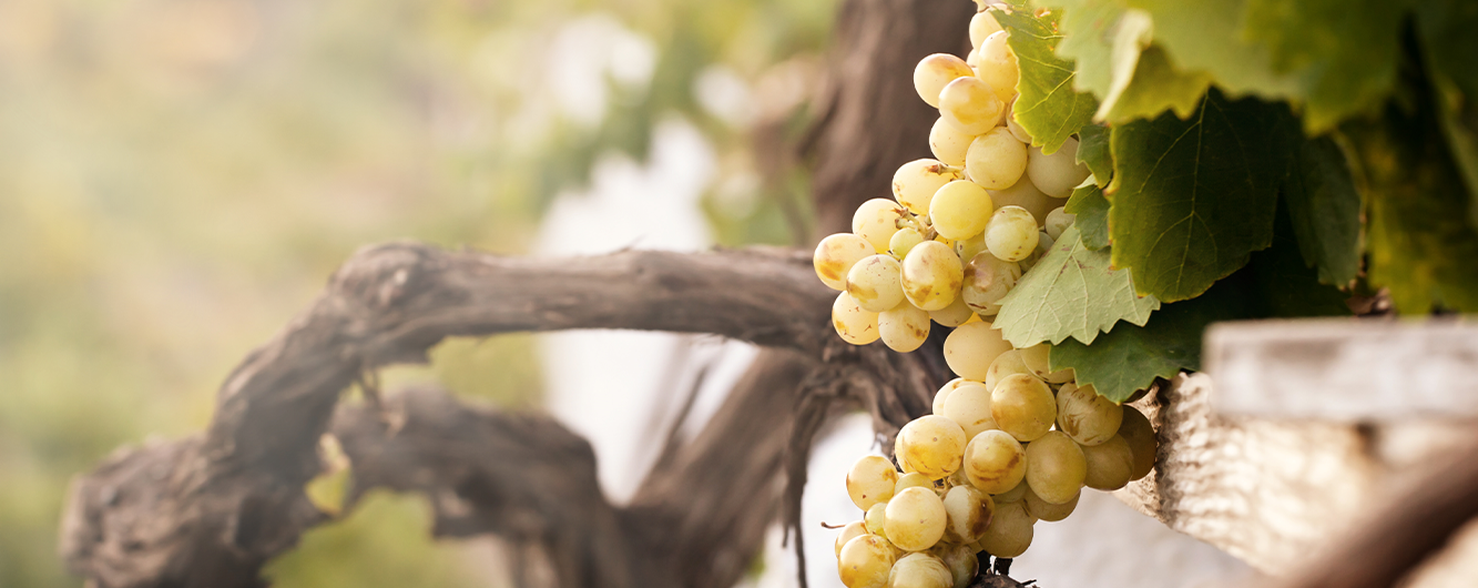 The diffferent types of Sherry, Spain's most popular fortified wine